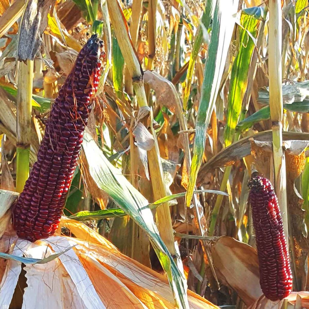 Native Grain | Experience the Flavor of History with BlackFork