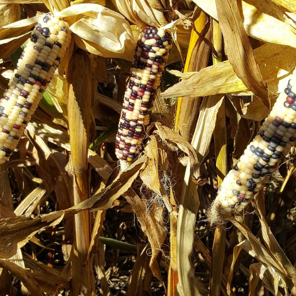 Native Grain | Experience the Flavor of History with BlackFork