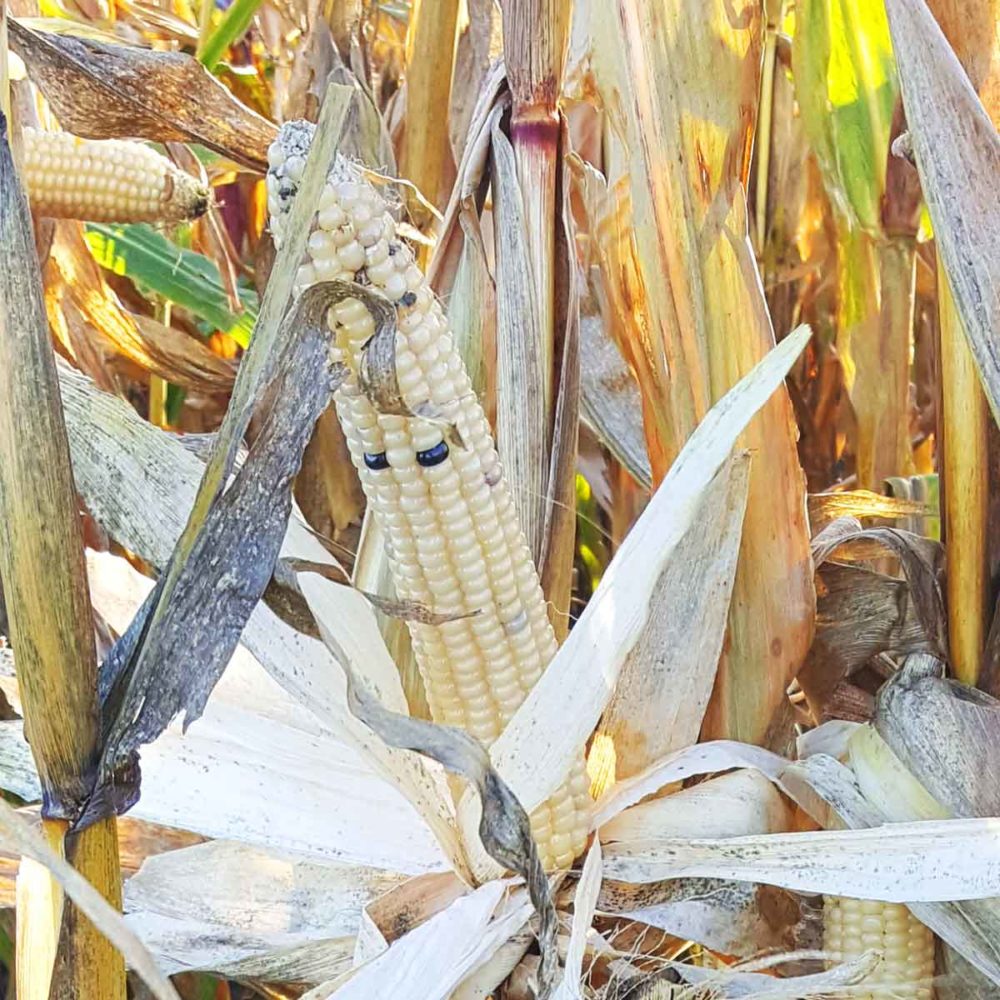 Native Grain | Experience the Flavor of History with BlackFork